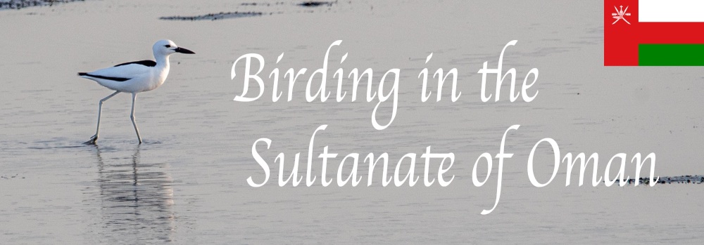 Oman Official Birdlist from the Oman Birds Rarities Committee