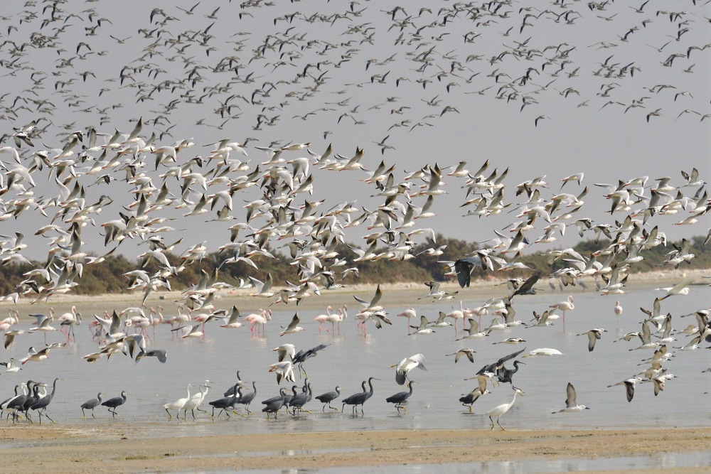 oman birding, oman site information, oman birding tours, oman bird news