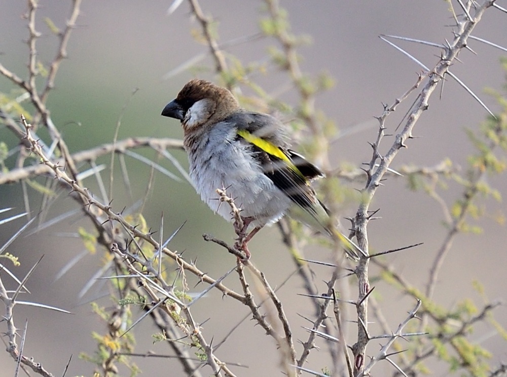 oman birding, oman site information, oman birding tours, oman bird news