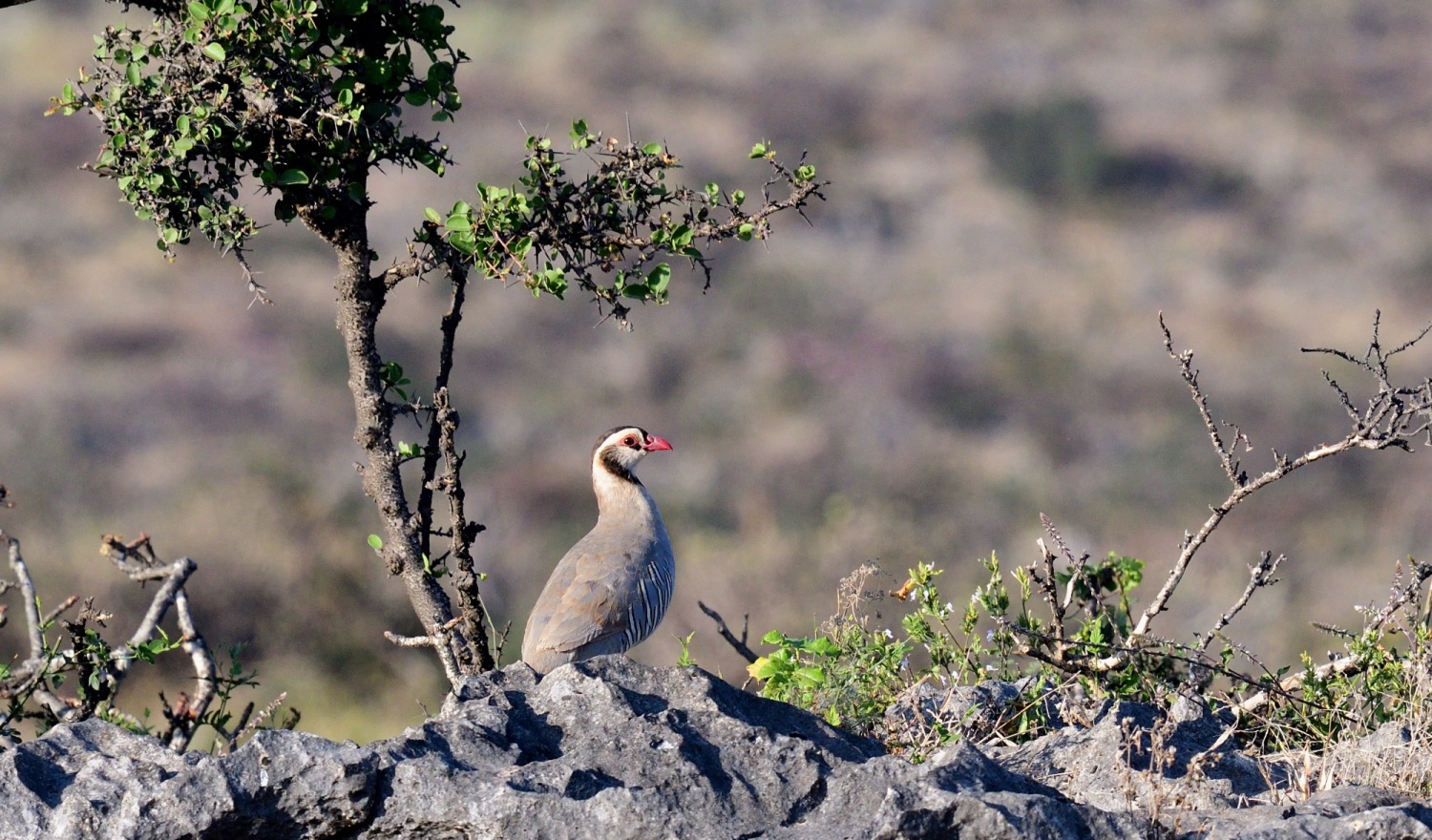 Oman Photo Gallery
