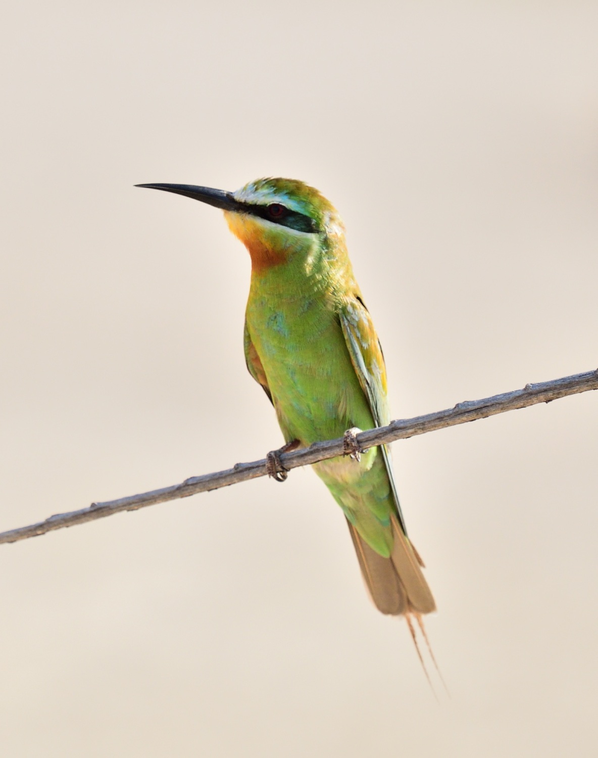 oman birding, oman site information, oman birding tours, oman bird news