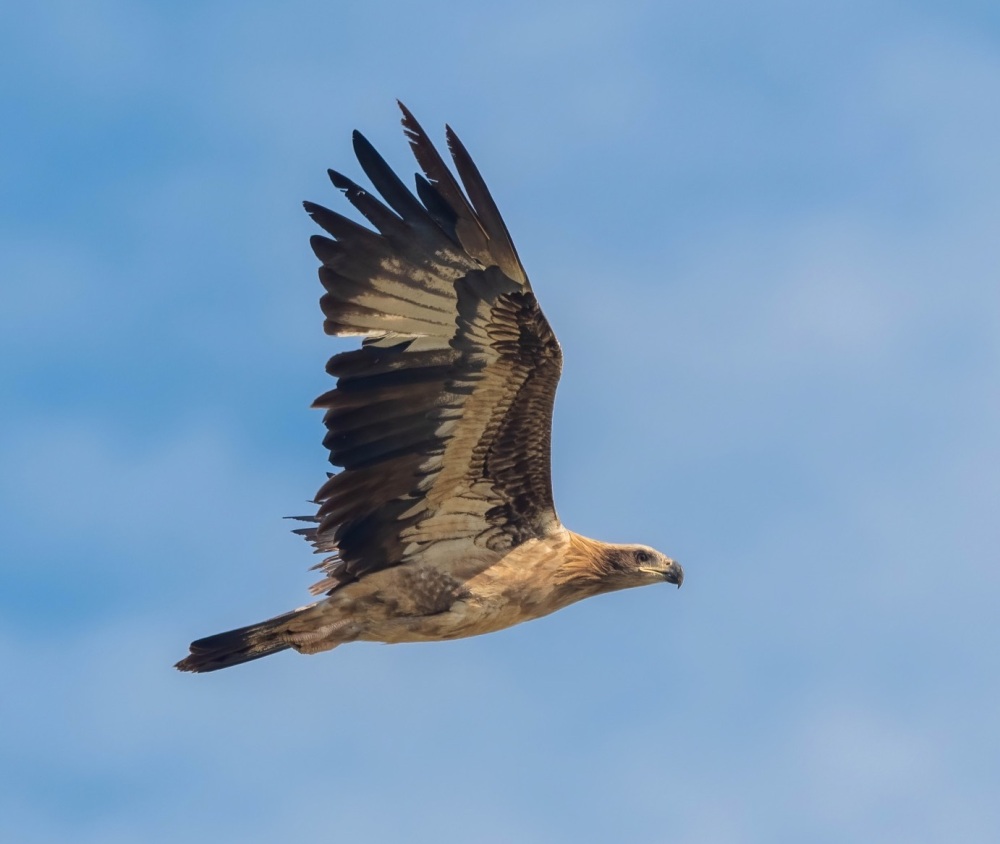 oman birding, oman site information, oman birding tours, oman bird news