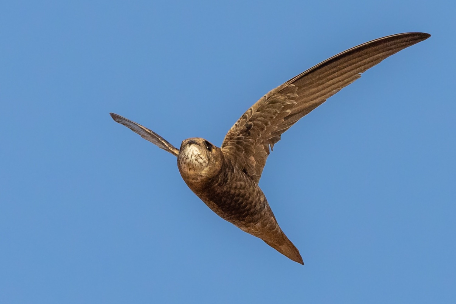 oman birding, oman site information, oman birding tours, oman bird news