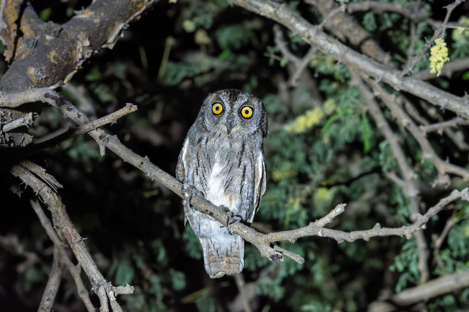 oman birding, oman site information, oman birding tours, oman bird news