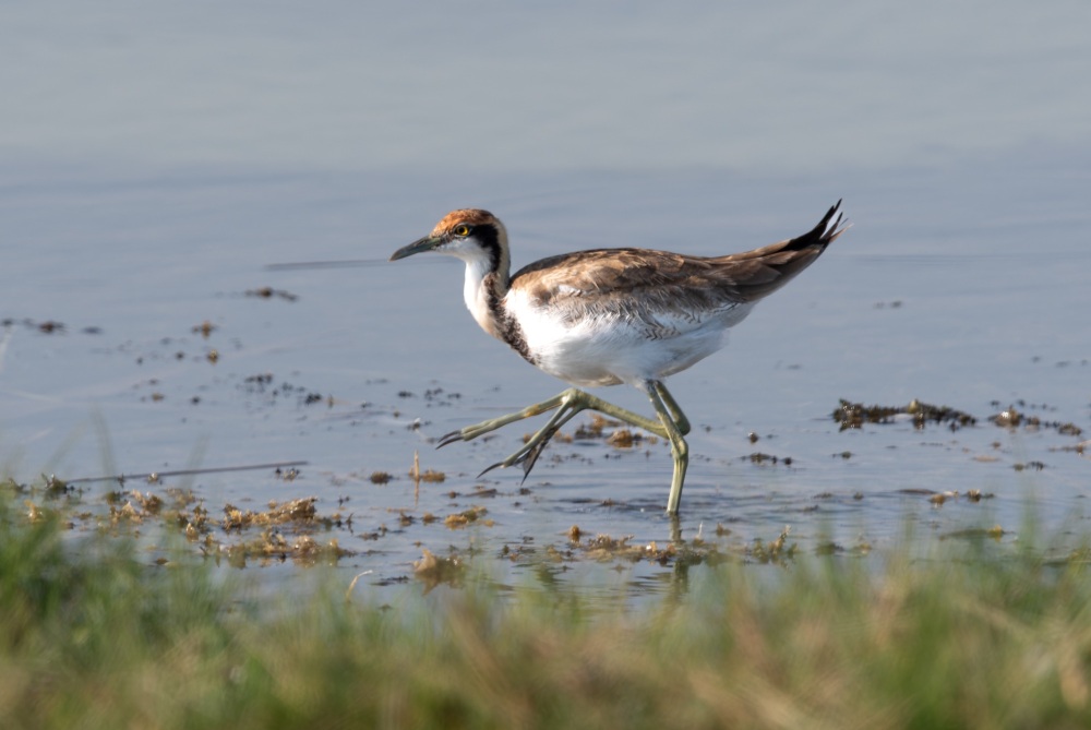 oman birding, oman site information, oman birding tours, oman bird news