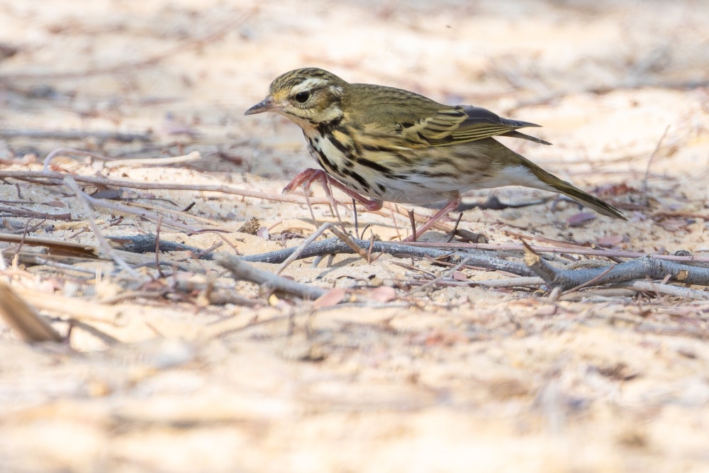 oman birding, oman site information, oman birding tours, oman bird news