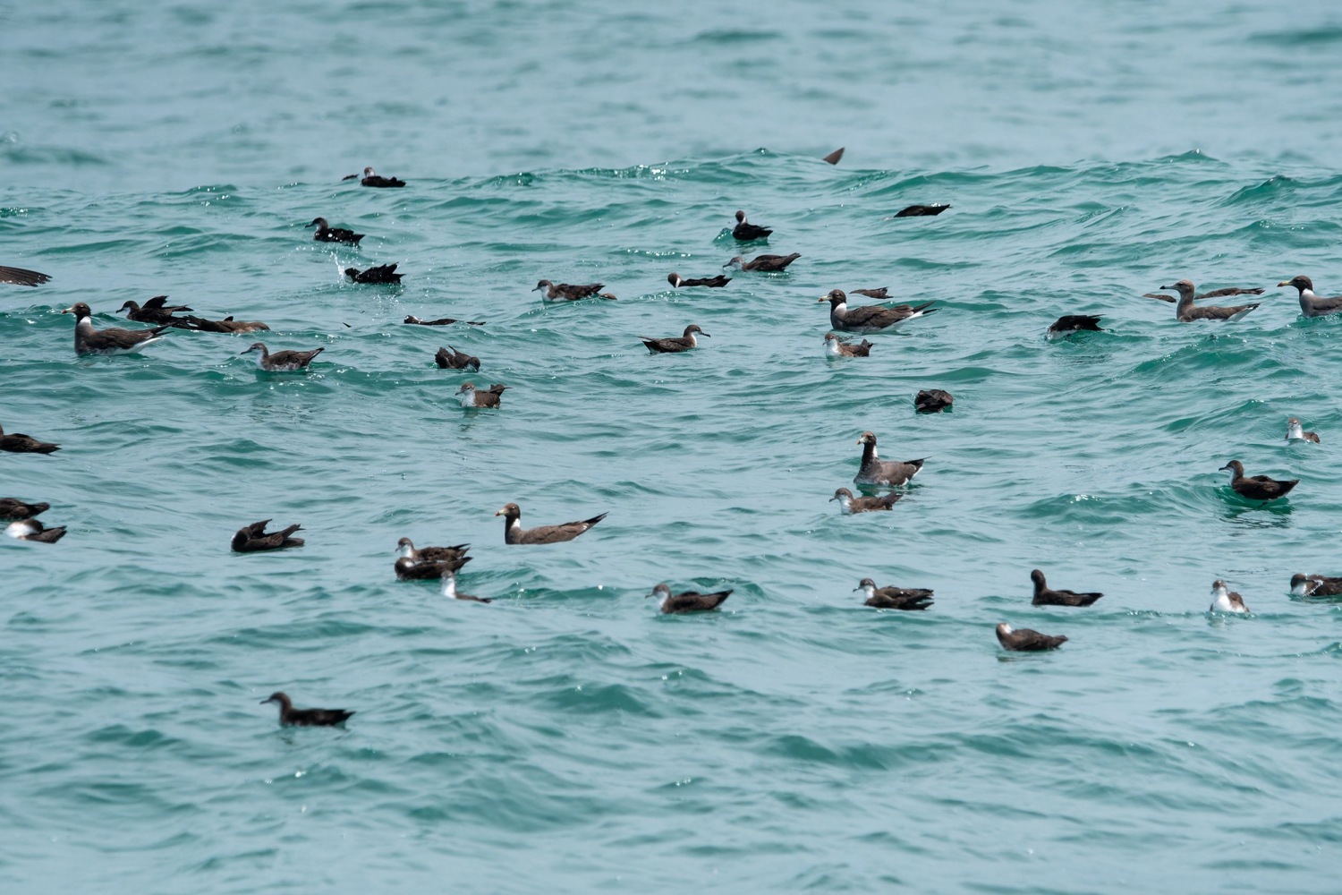 Oman Latest Rarities and Bird News