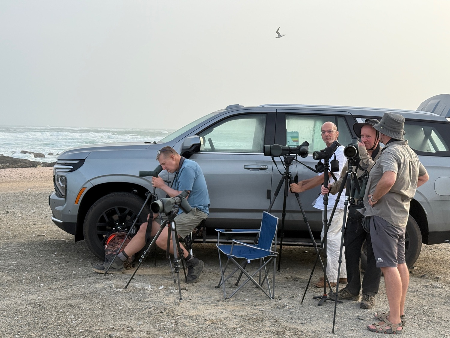 oman birding, oman site information, oman birding tours, oman bird news