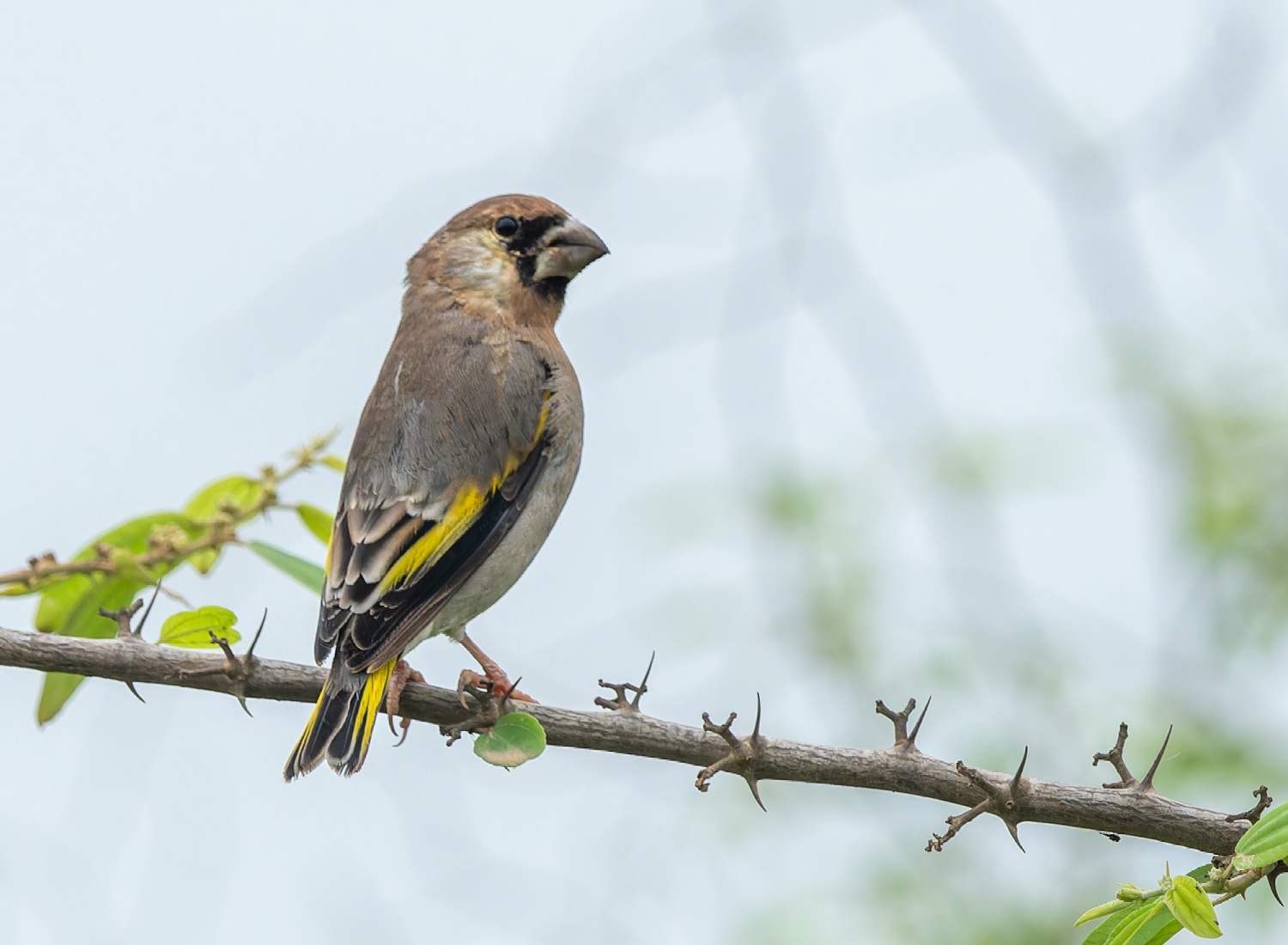 oman birding, oman site information, oman birding tours, oman bird news