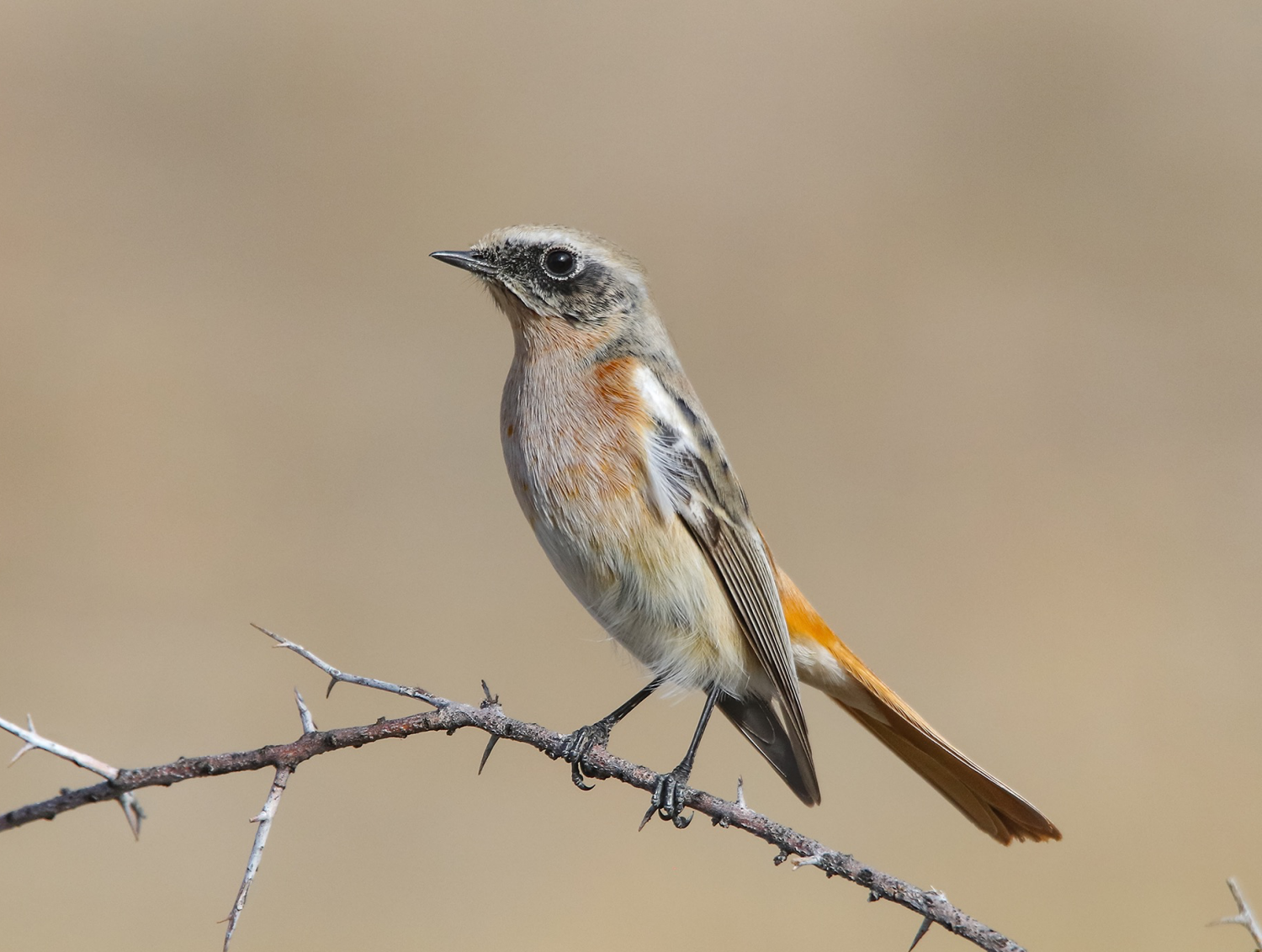 oman birding, oman site information, oman birding tours, oman bird news
